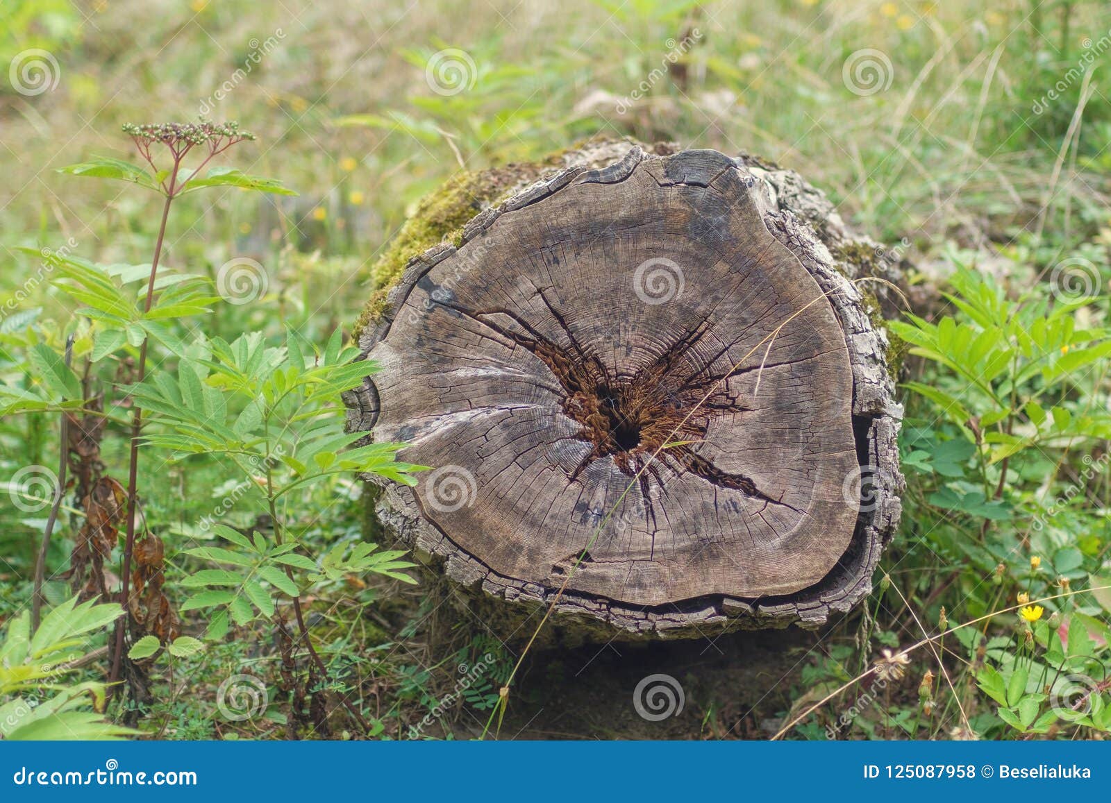 Trozo de madera foto de archivo. Imagen de material - 125087958
