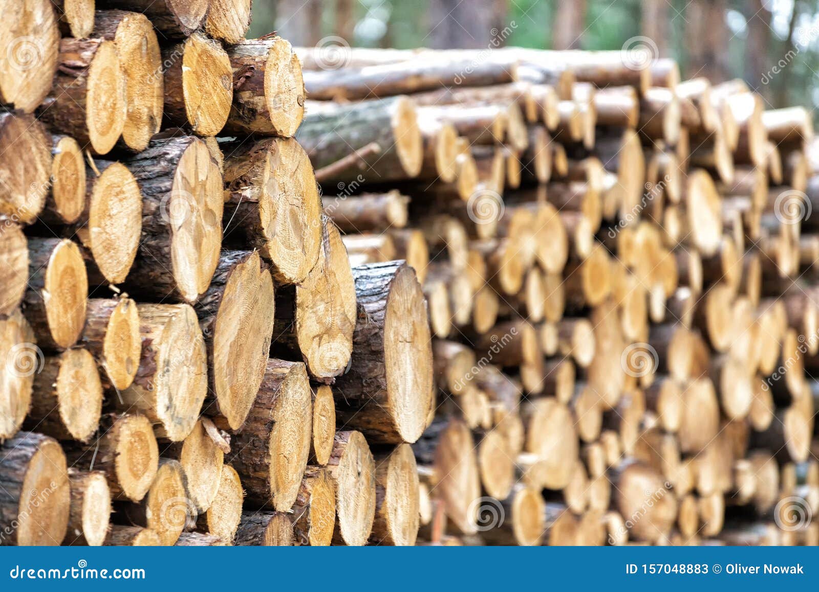 Trozos De Madera DespuÃ©s De Cortar Imagen de archivo - Imagen de ...
