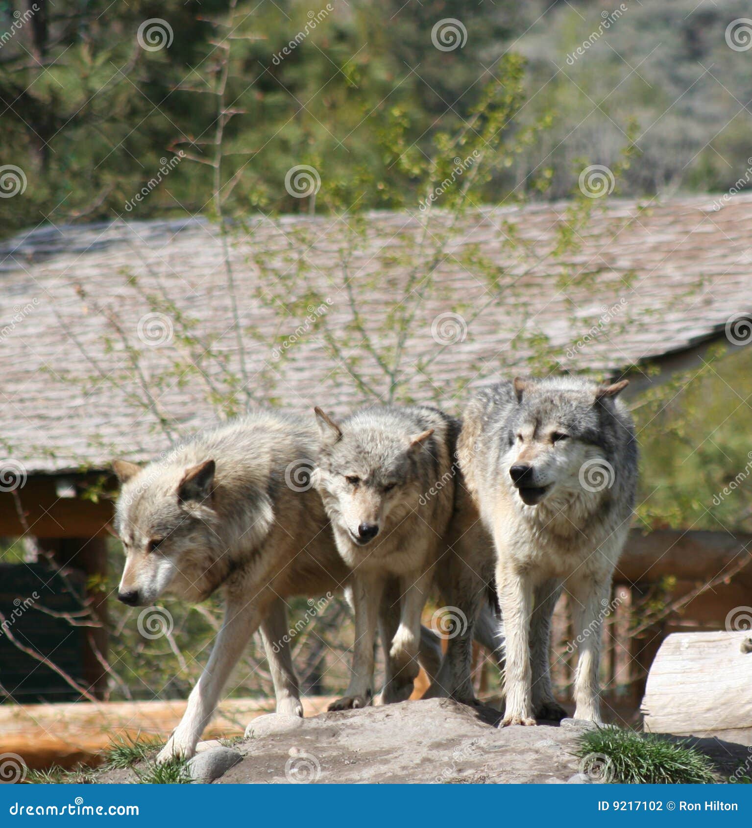 Três Lobos Fotografia de Stock - Imagem: 9217102