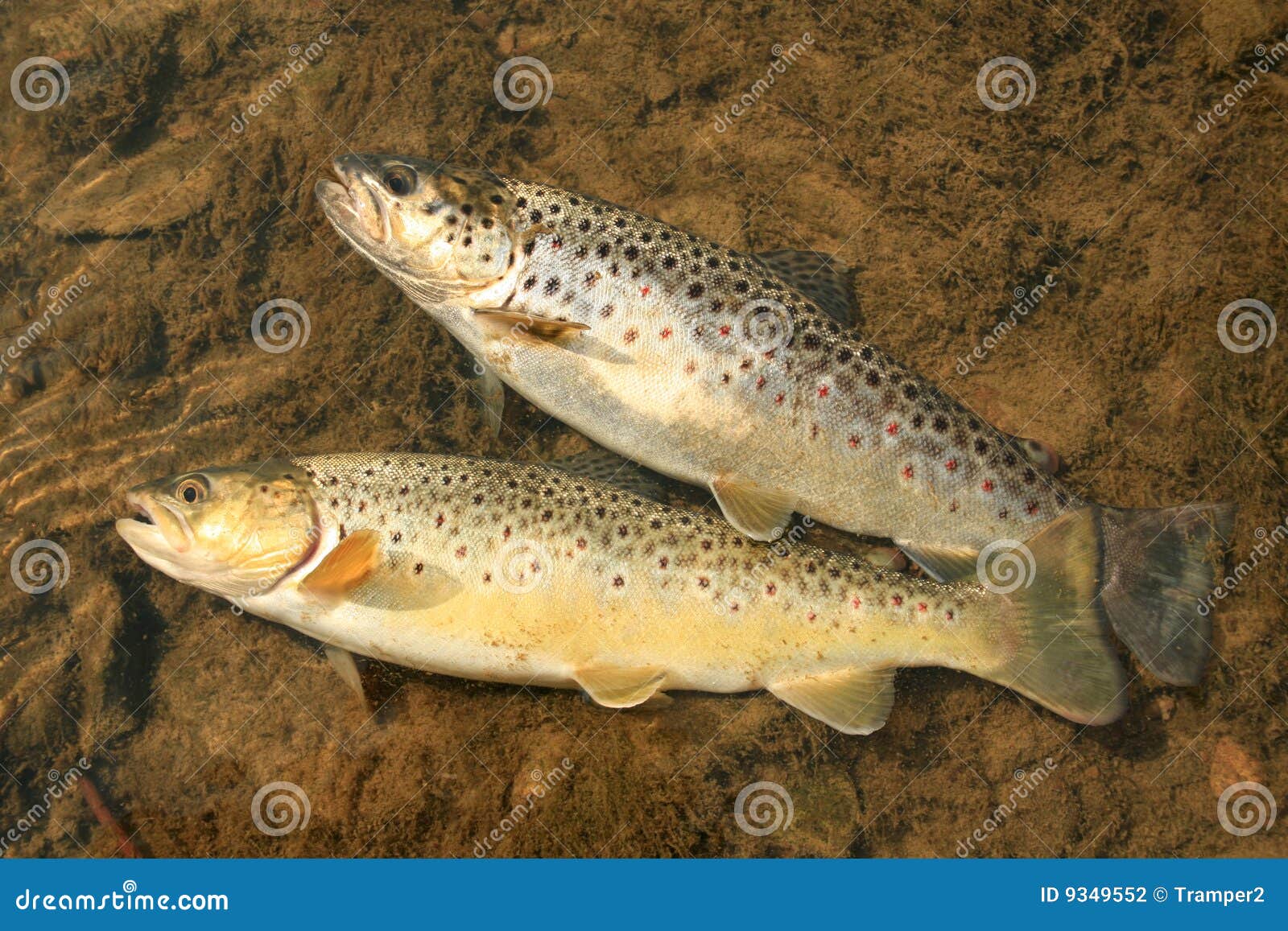 Truchas foto de archivo. Imagen de salvaje, riverbank - 9349552