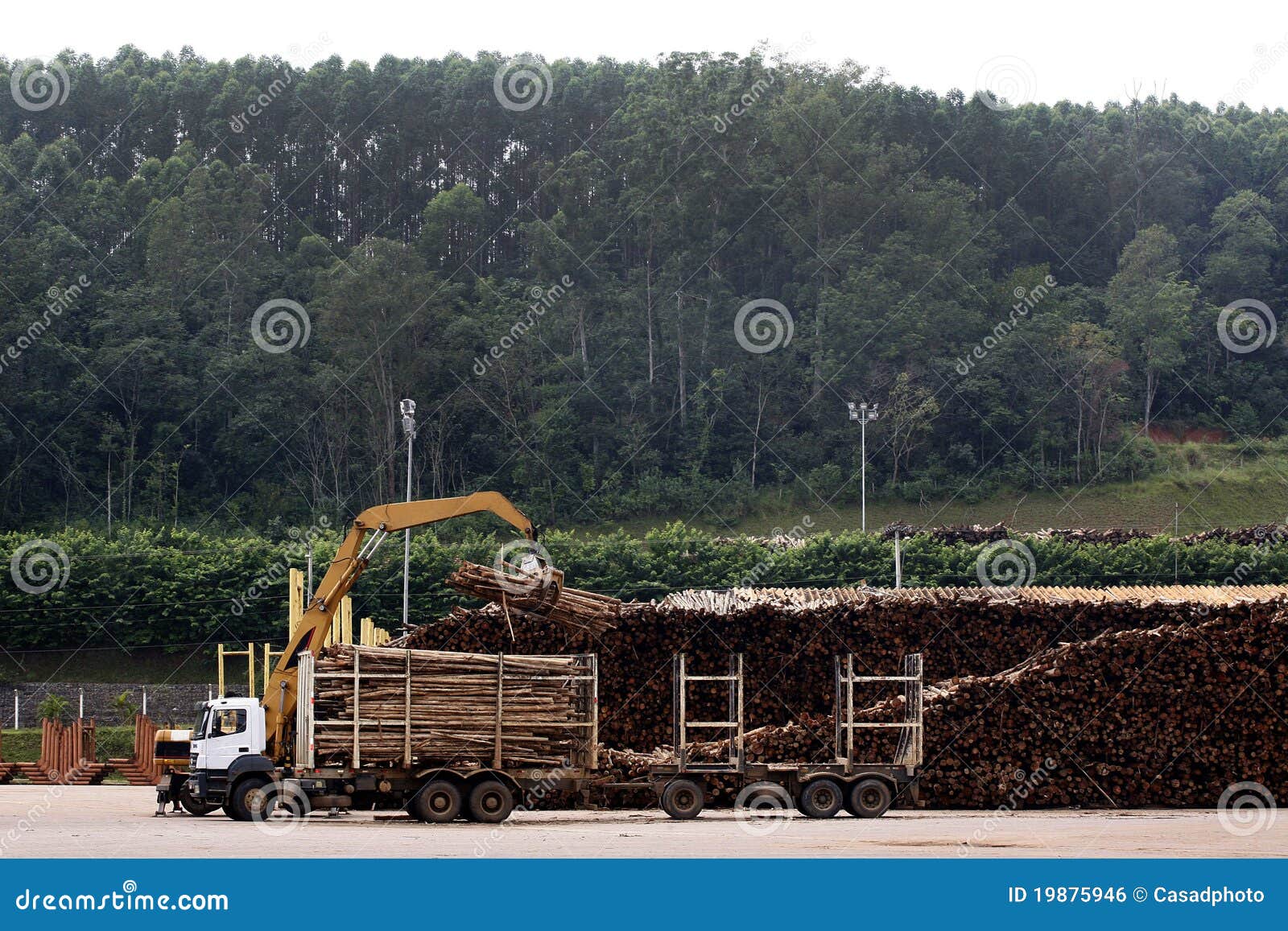 Truck with eucalyptus logs stock photo. Image of deforestation - 19875946