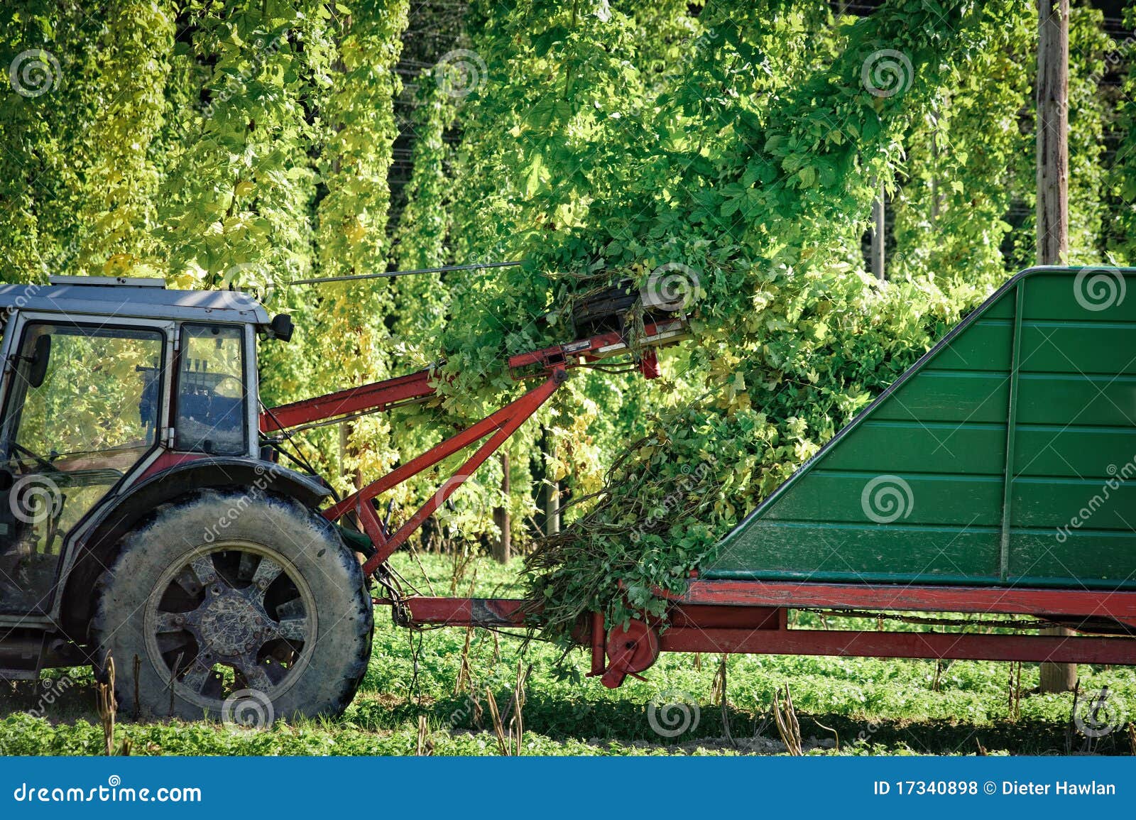 Truck harvesting the Hop stock photo. Image of ready - 17340898