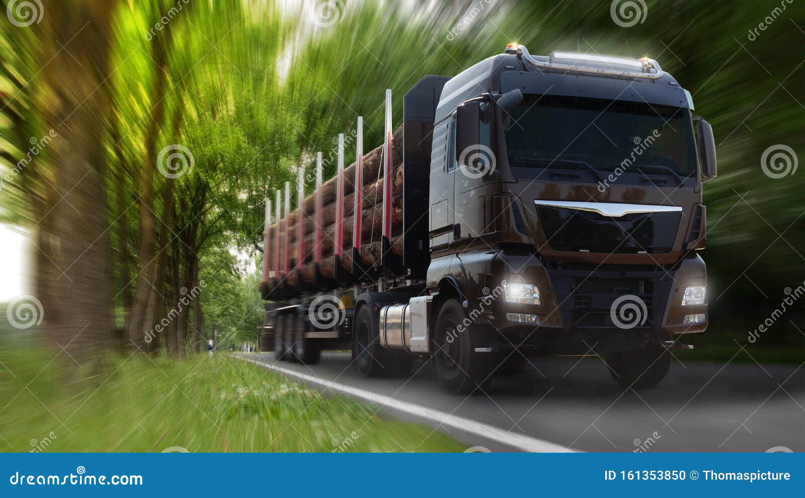Heavy Trunks Of Pohutukawa Trees Stock Photo | CartoonDealer.com #106133268
