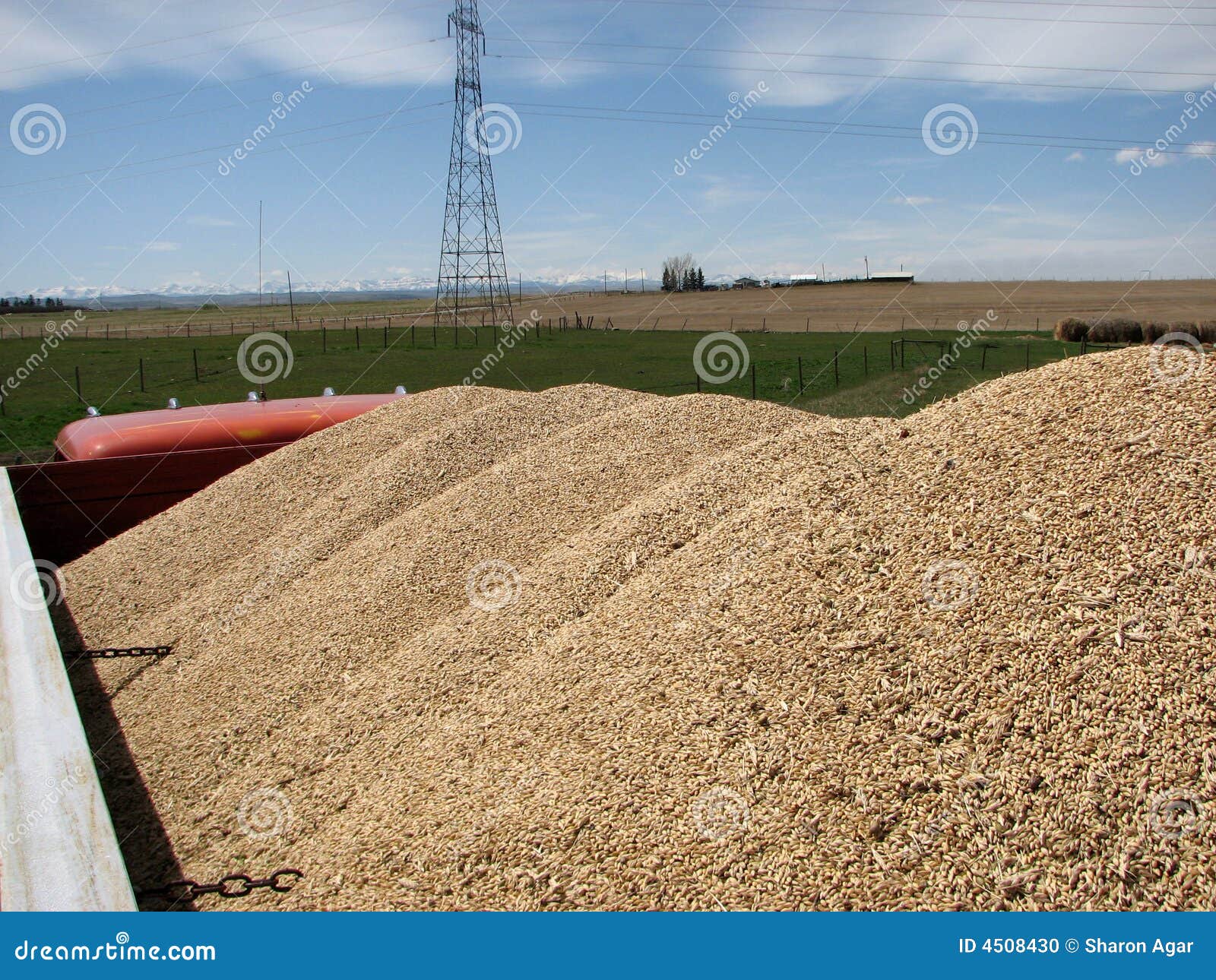 Truck Load of Grain stock photo. Image of life, farming - 4508430