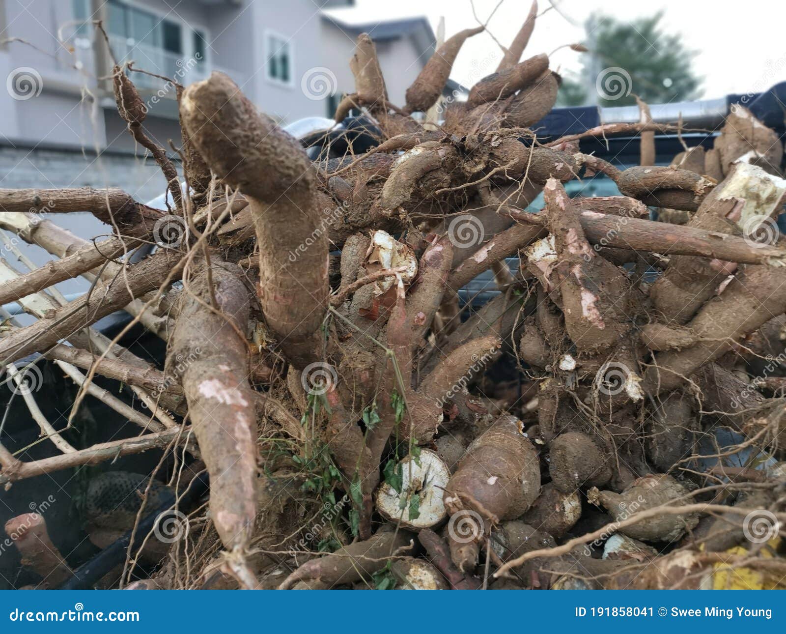 A Truck of Raw Tapioca Root Stock Image - Image of brown, macaxeir ...