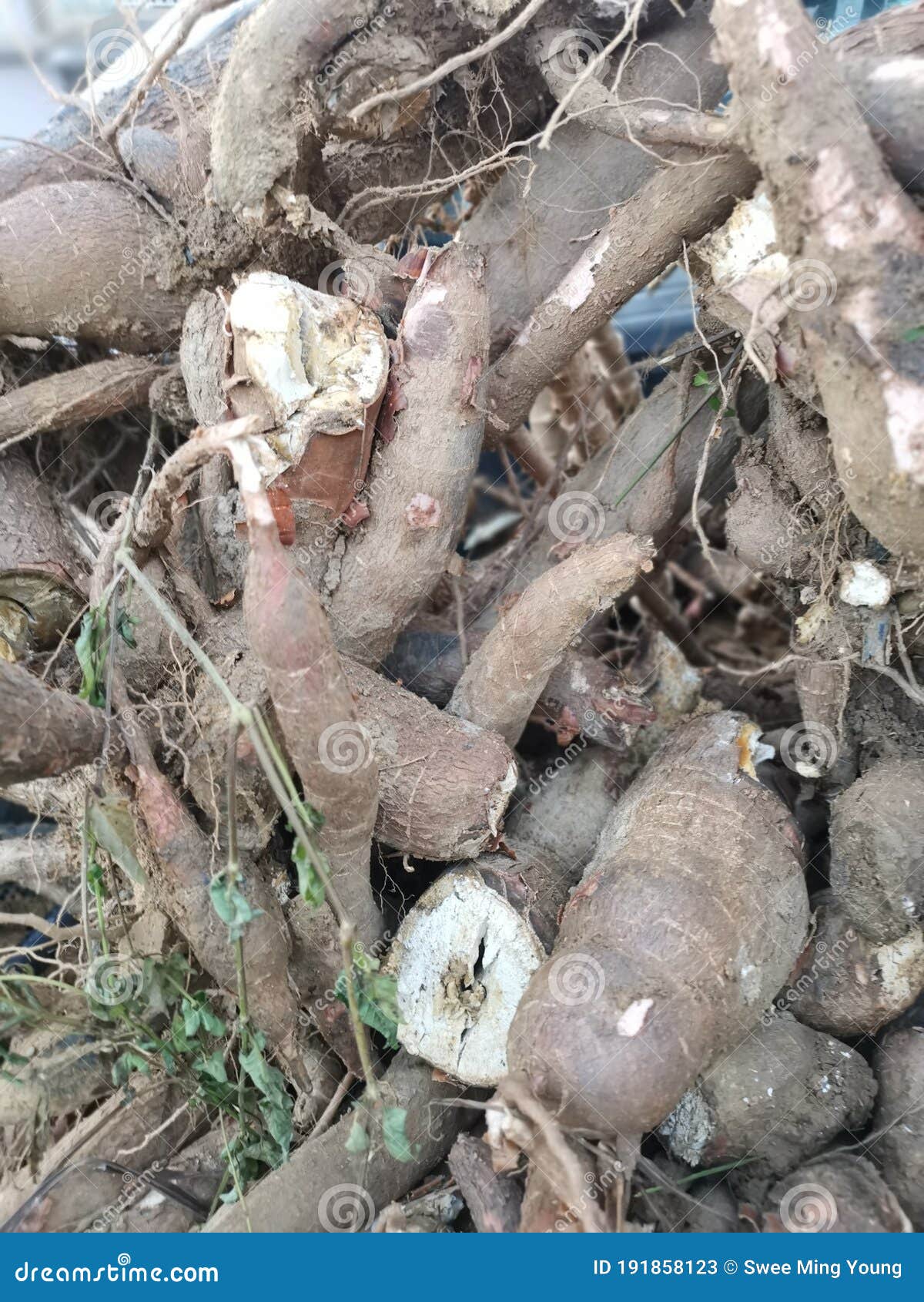 A Truck of Raw Tapioca Root Stock Image - Image of peel, manioc: 191858123