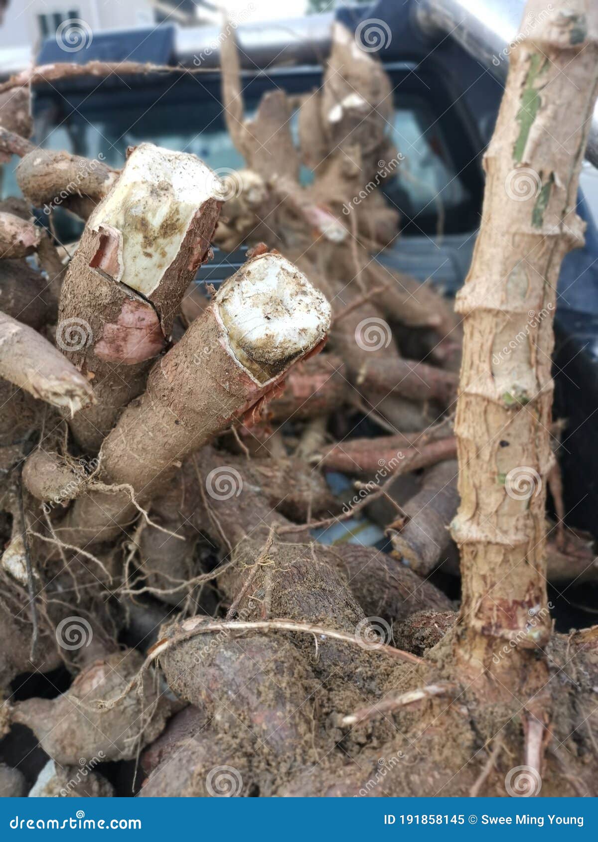A Truck of Raw Tapioca Root Stock Image - Image of farm, fresh: 191858145