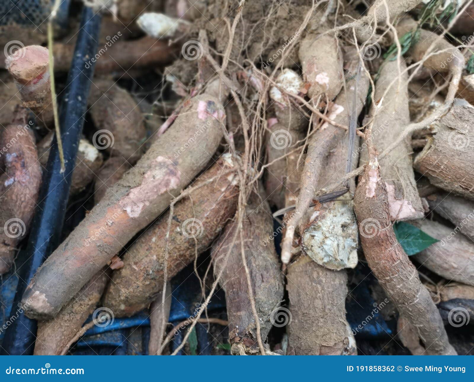 A Truck of Raw Tapioca Root Stock Photo - Image of crop, casava: 191858362