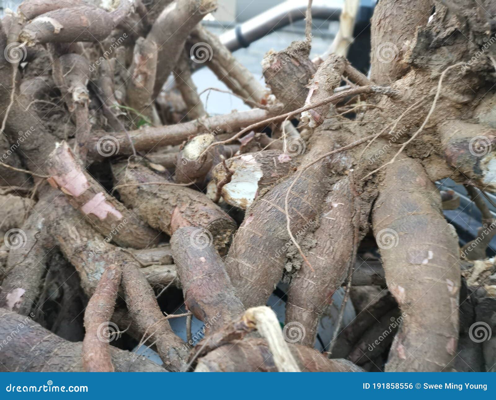 A Truck of Raw Tapioca Root Stock Photo - Image of food, casava: 191858556