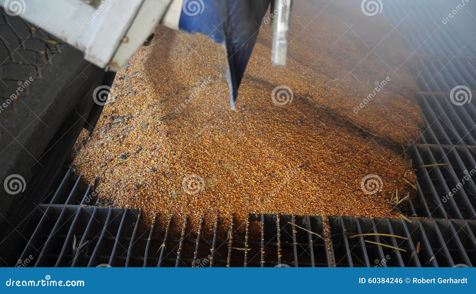 Truck Unloading Grain stock photo. Image of loading, kernerl - 60384246