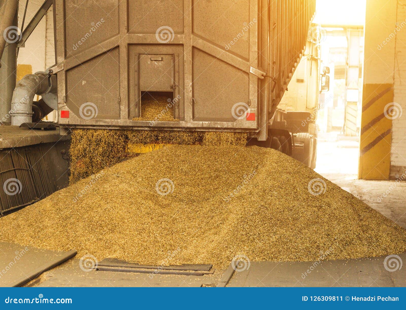 A Truck Unloads Grain at a Grain Storage and Processing Plant, a Grain ...