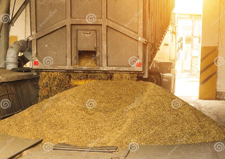 A Truck Unloads Grain at a Grain Storage and Processing Plant, a Grain ...