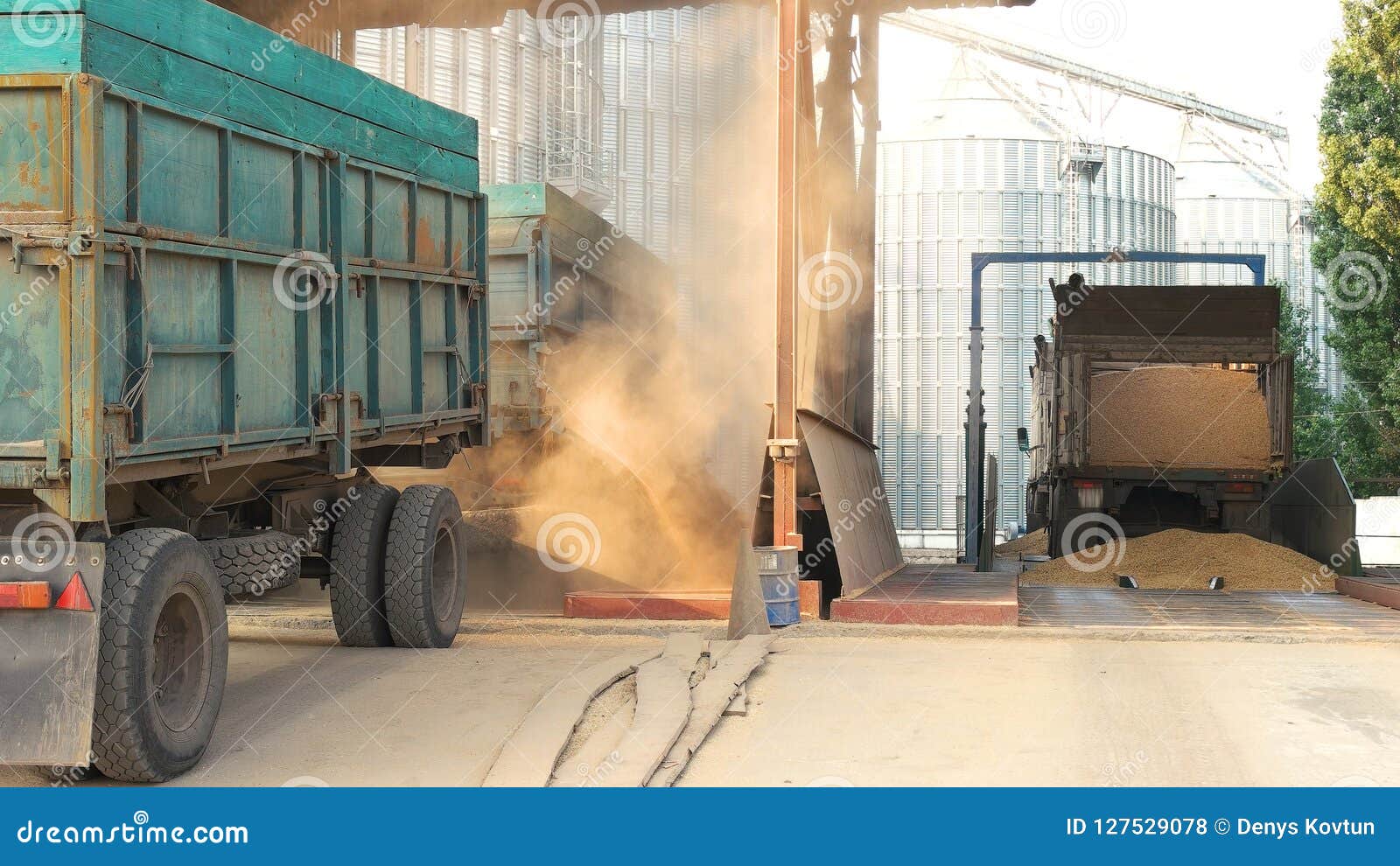 Trucks Dumping Grain in a Warehouse after Harvest. Stock Photo - Image ...