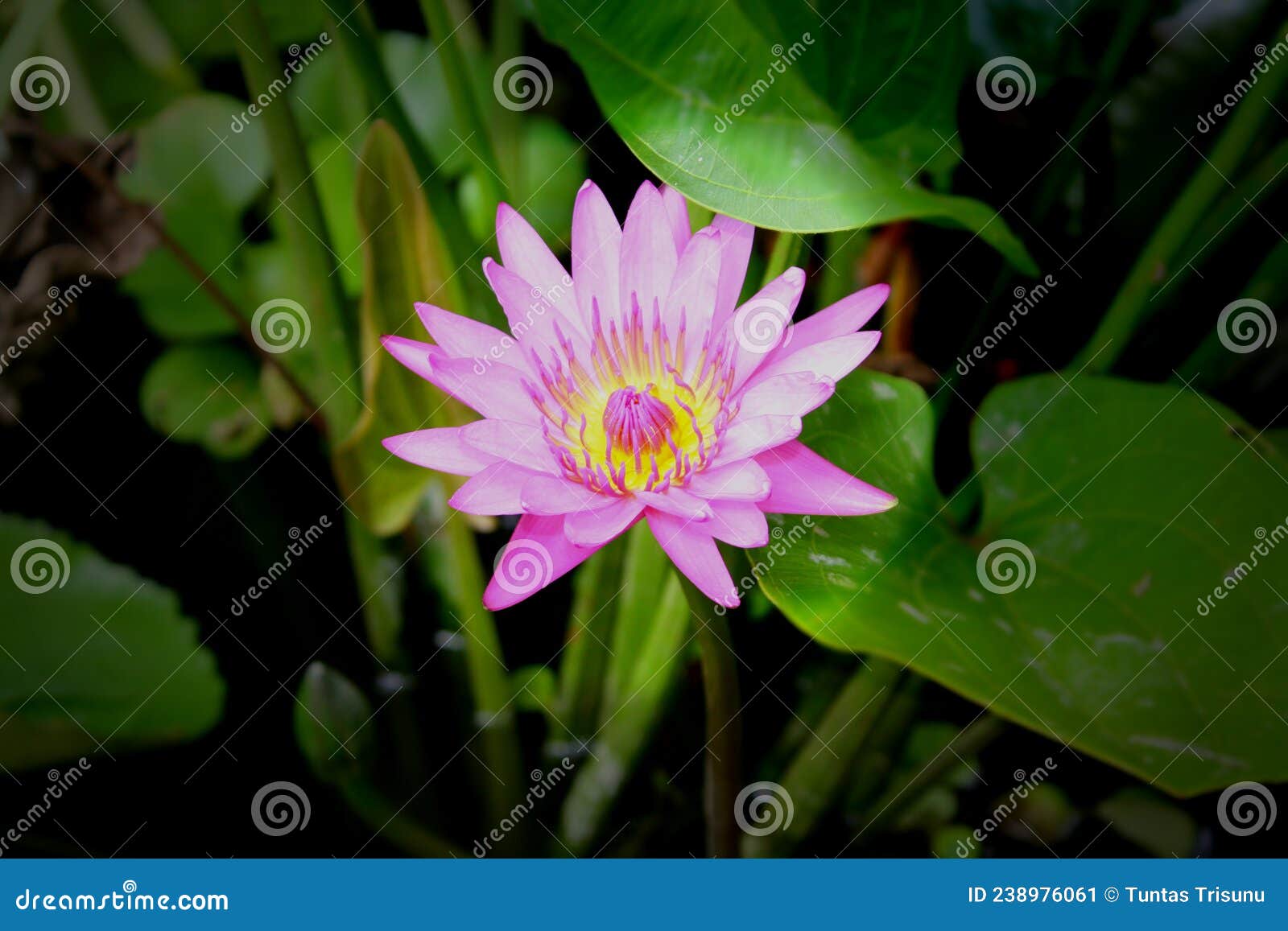 The True Beauty of the Wild Lotus Flower Stock Image - Image of true ...