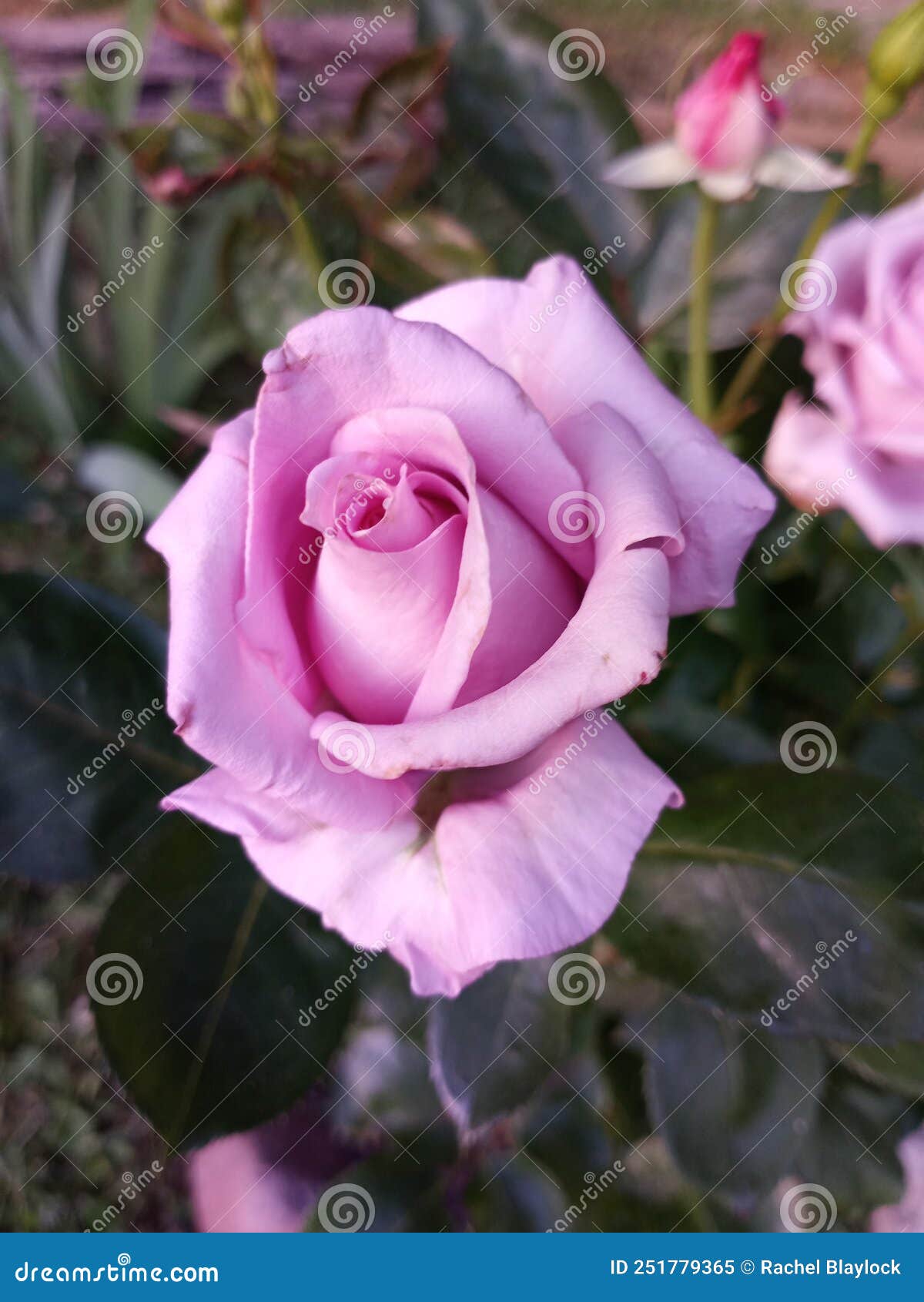 True Rose Of Jericho Resurrection Plant In Its Dormant State In The ...