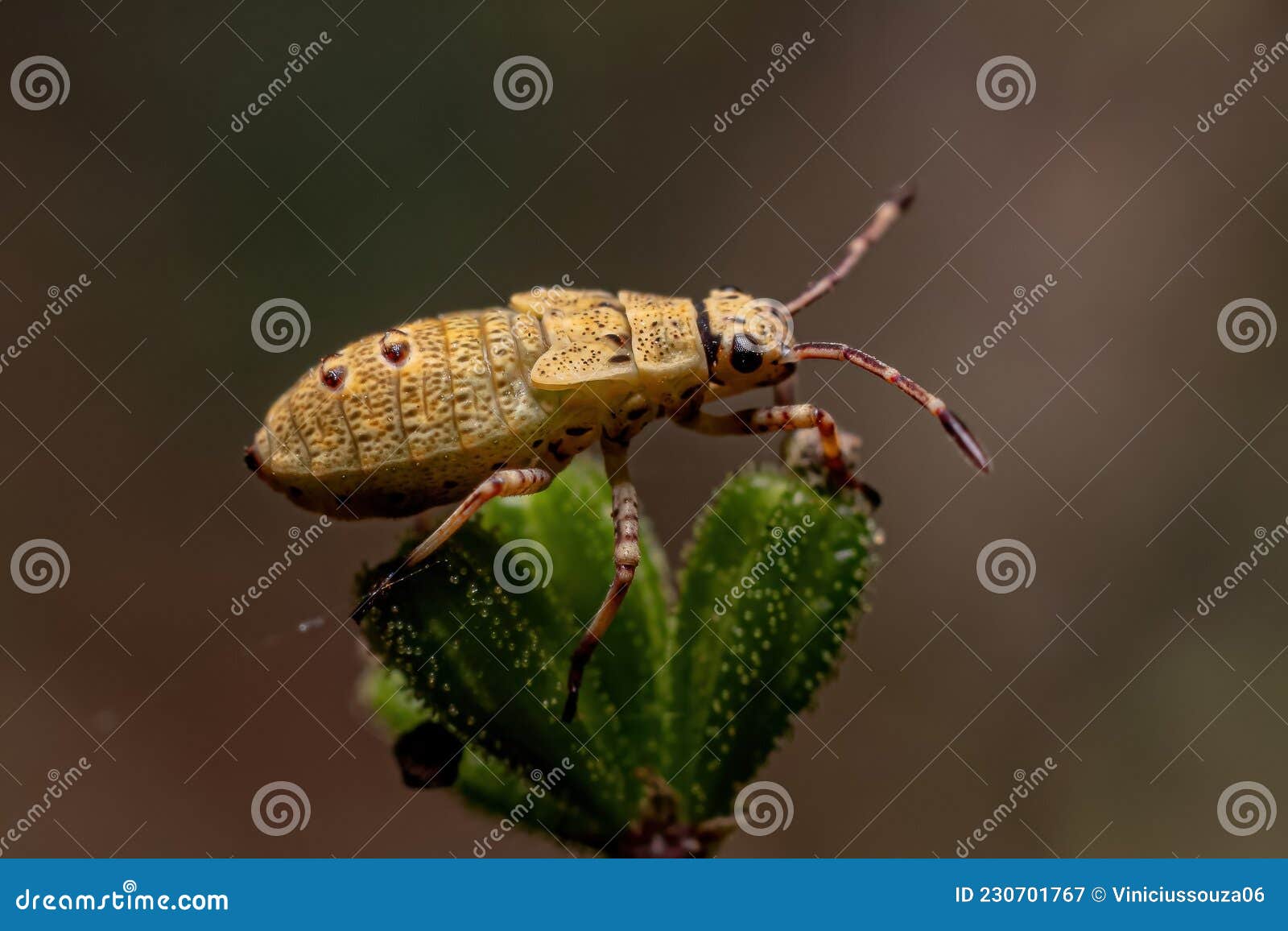 True Bug Nymph stock image. Image of true, ecology, arthropod - 230701767