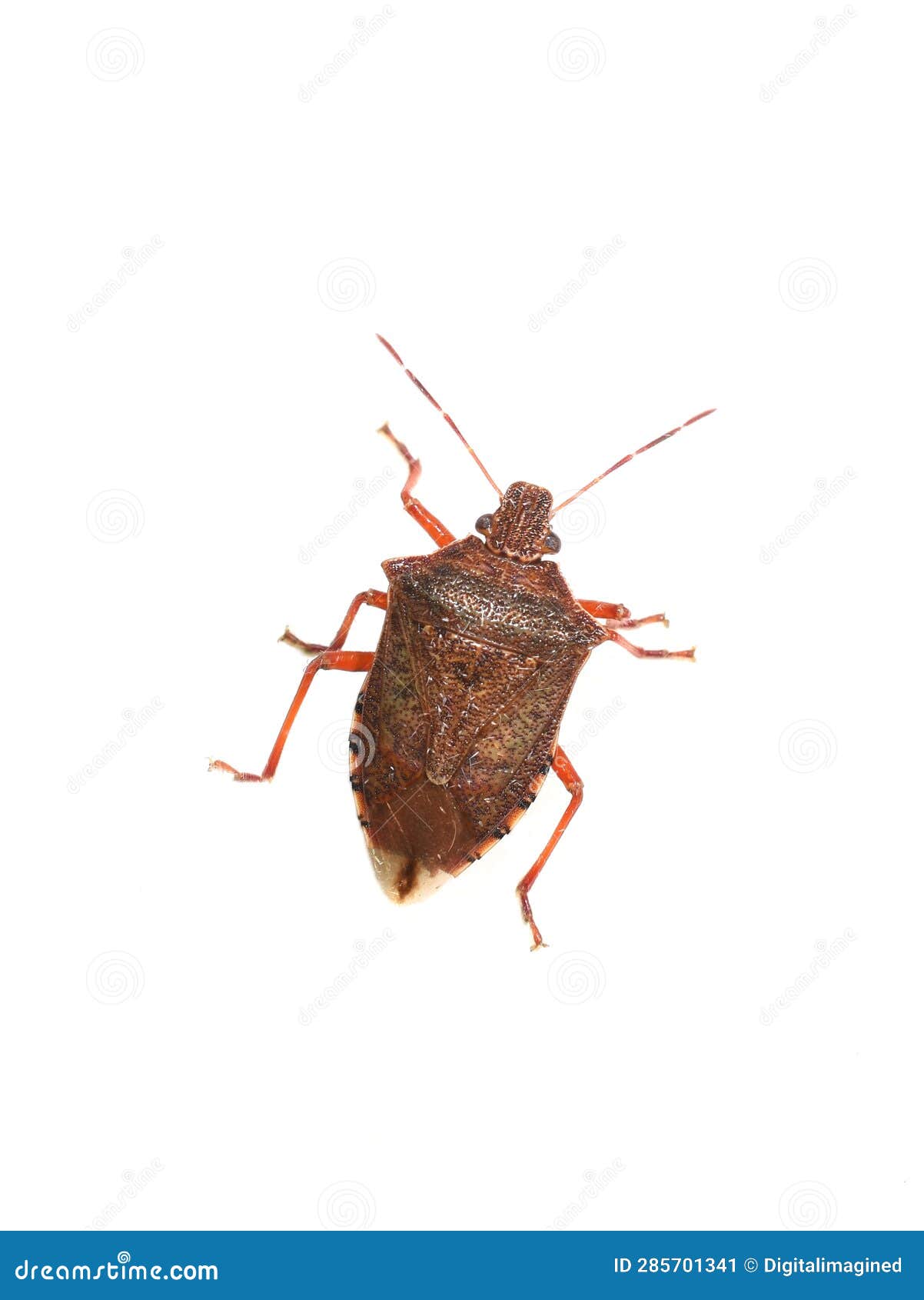 True Bug Podisus Maculiventris Predatory Insect Stock Image - Image of ...