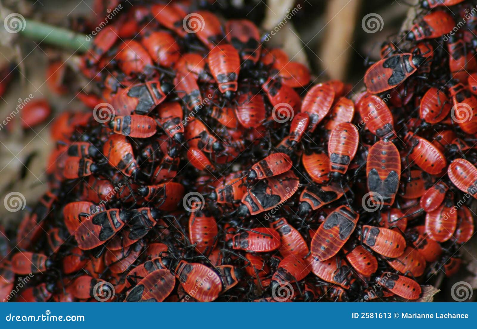 True Bugs stock image. Image of dots, insect, black, texture - 2581613