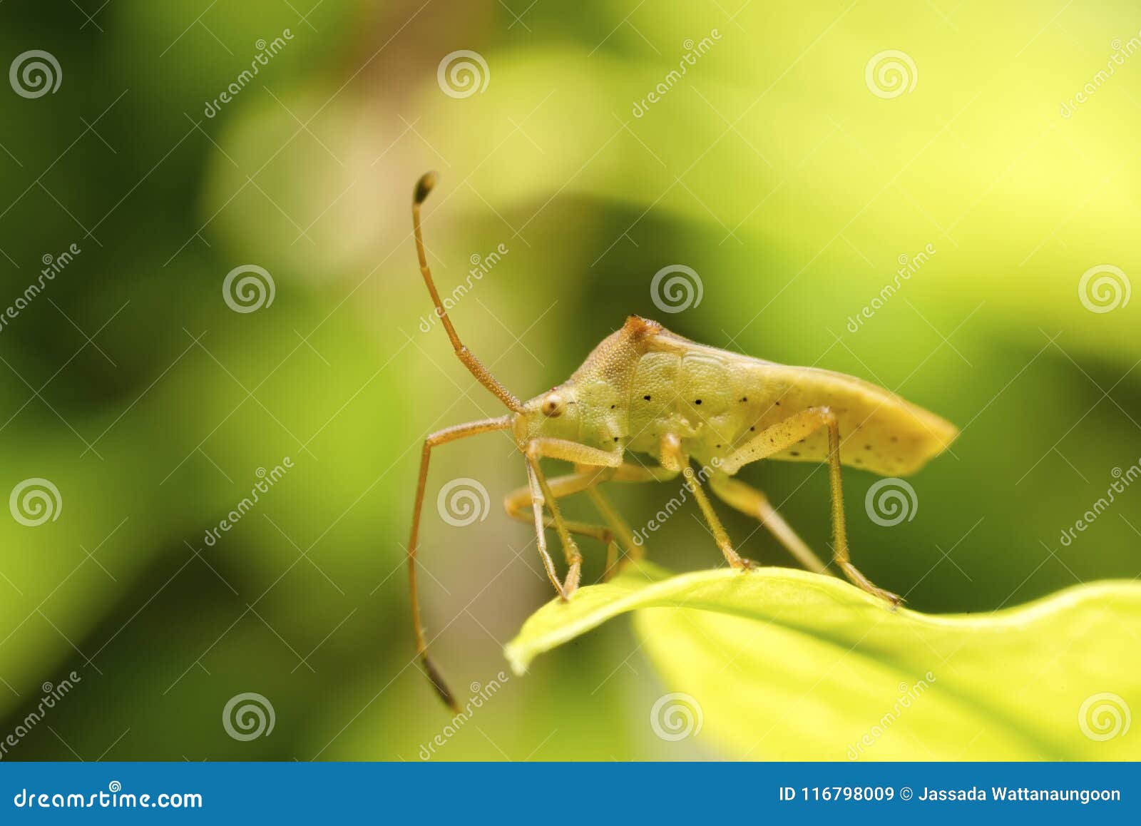 True Bugs. Small Lace Bug Of The Family Tingidae. Gonocerus ...