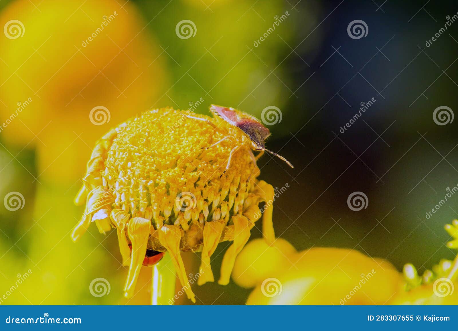 Bugs, Insects, Invasive Species, Spotted Lanternfly, Pennsylvania, USA ...