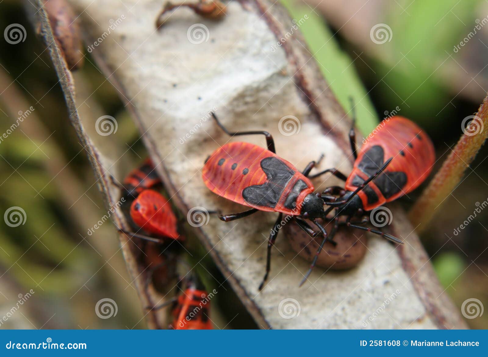 True Bugs in a Pod stock photo. Image of detail, pattern - 2581608
