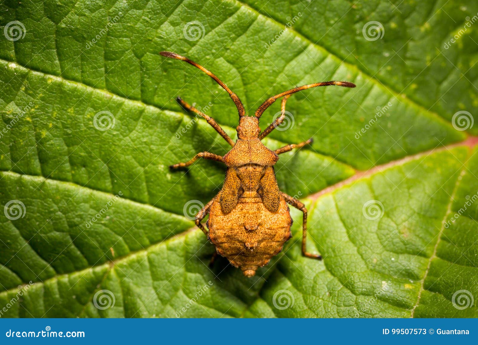 True bugs stock image. Image of invertebrate, nature - 99507573