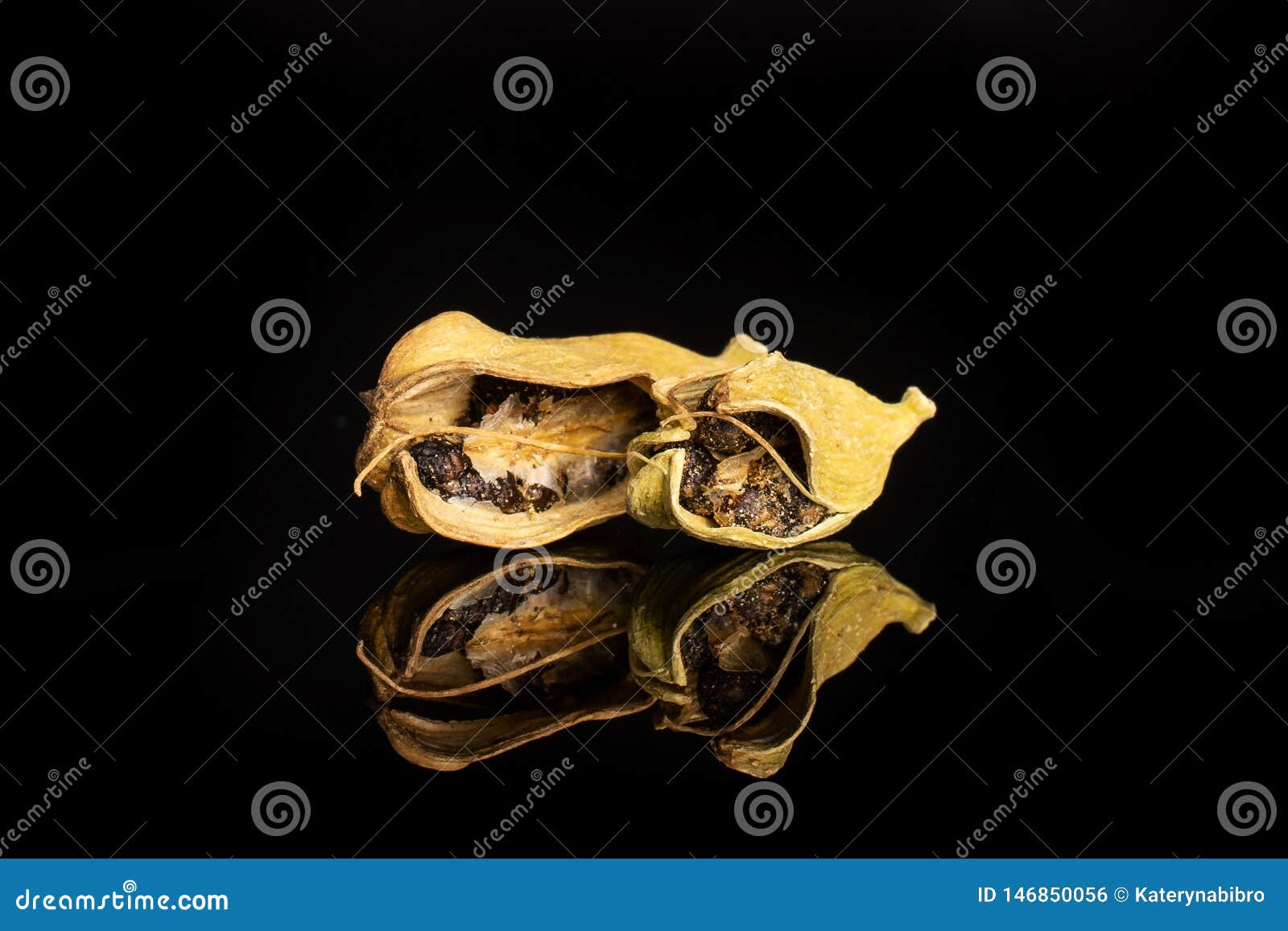 True Cardamom Pod Isolated on Black Glass Stock Photo - Image of ...