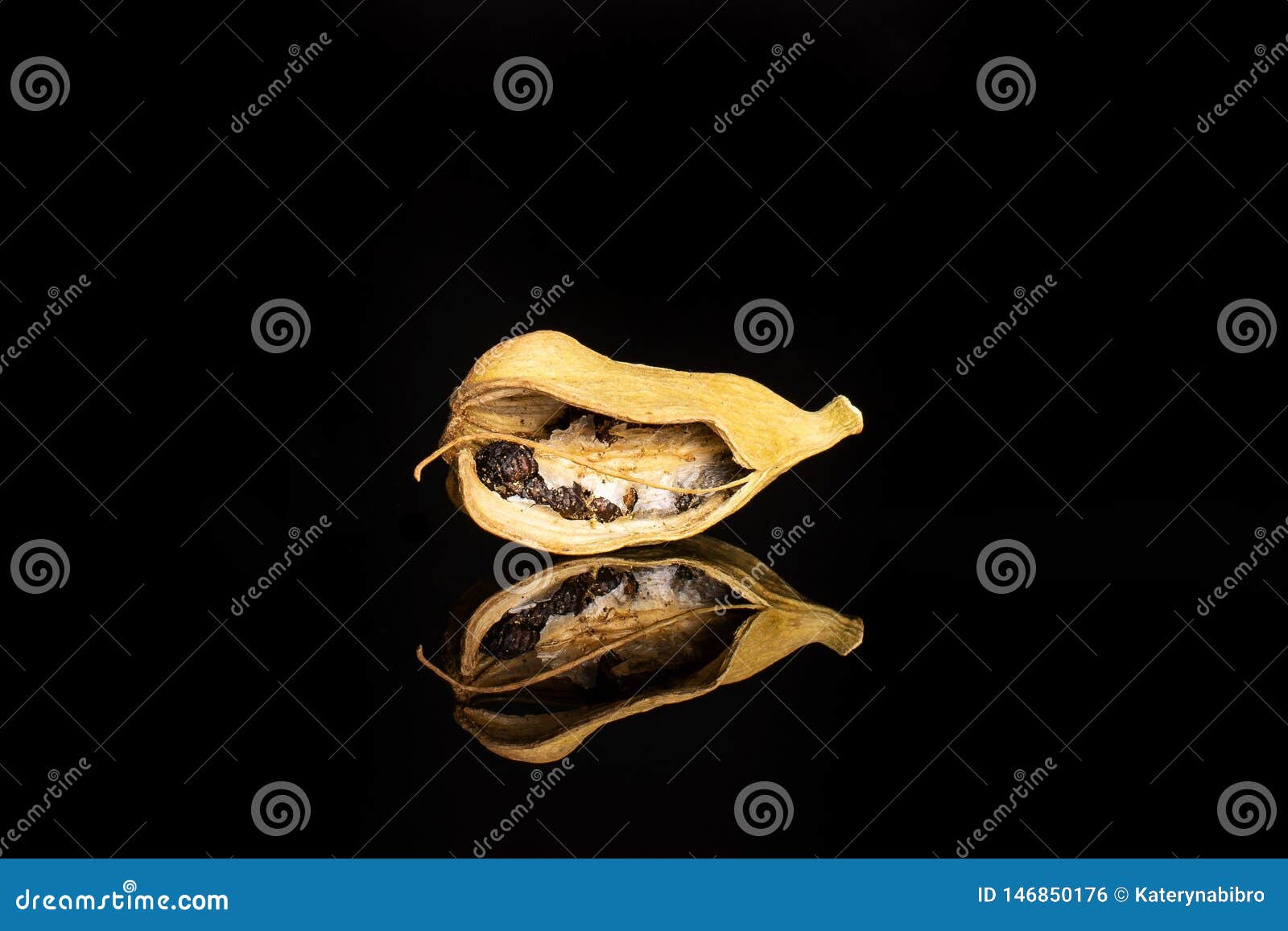 True Cardamom Pod Isolated on Black Glass Stock Photo - Image of ginger ...