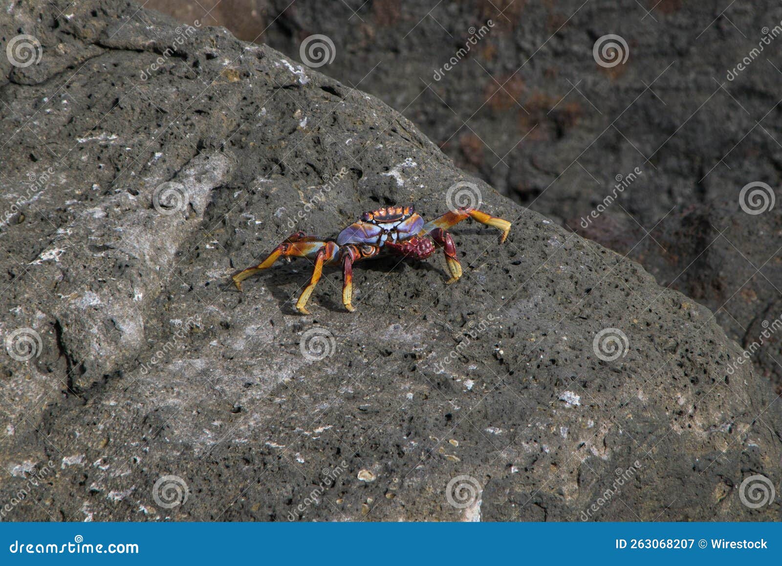 True Colorful Crab on Rocky Texture Surface Stock Image - Image of ...