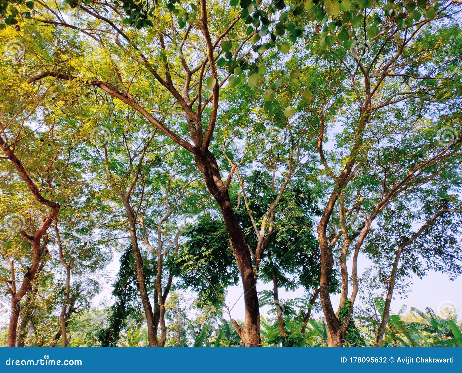 True Colours of a Beautiful Green Nature Stock Photo - Image of green ...