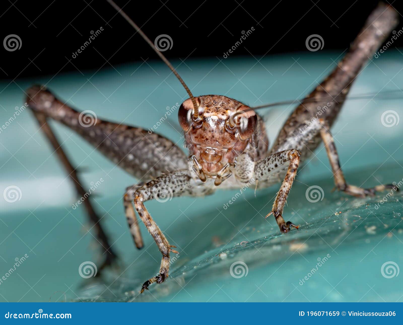 True Cricket stock image. Image of life, macro, face - 196071659