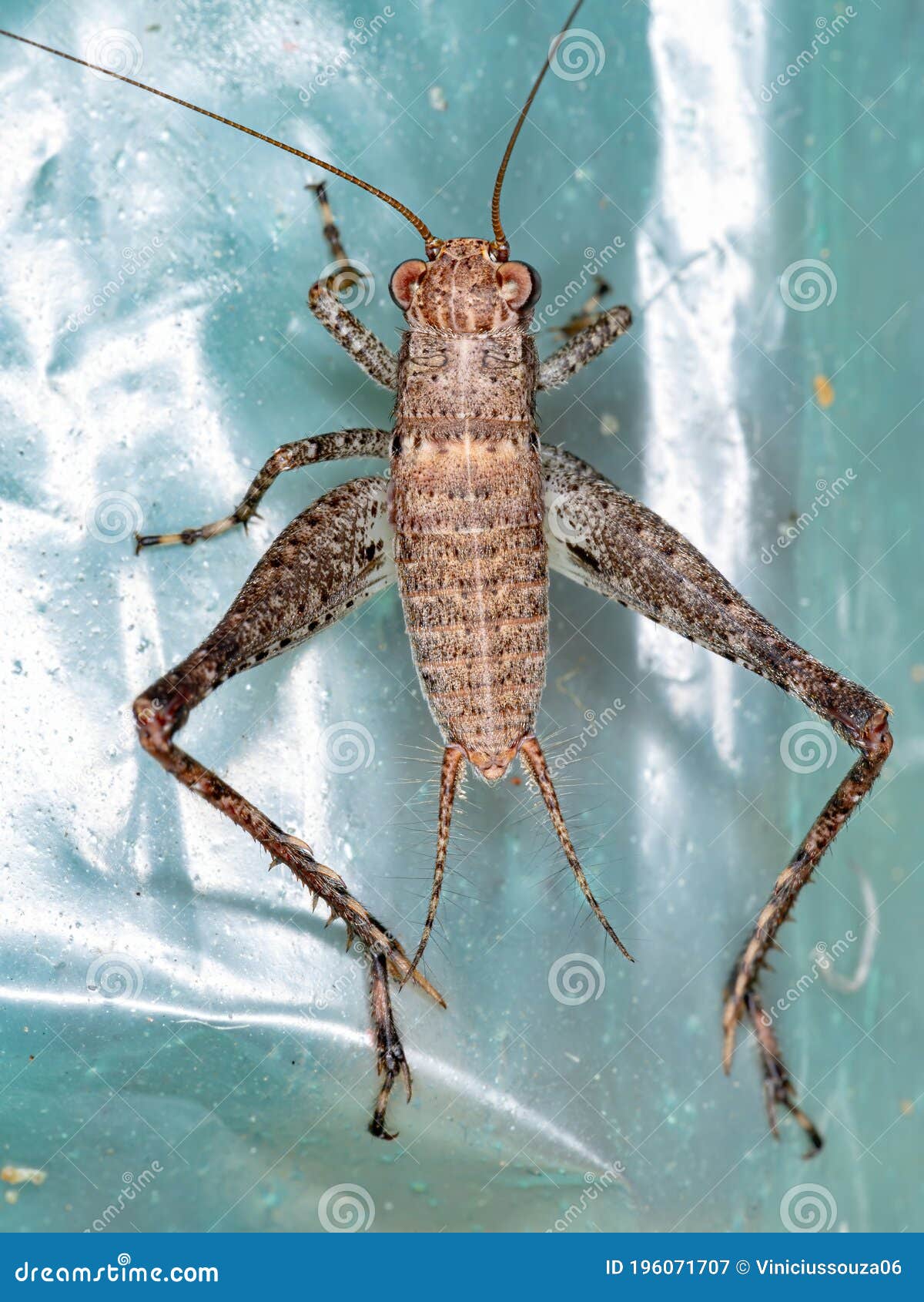 True Cricket stock image. Image of entomology, cricket - 196071707