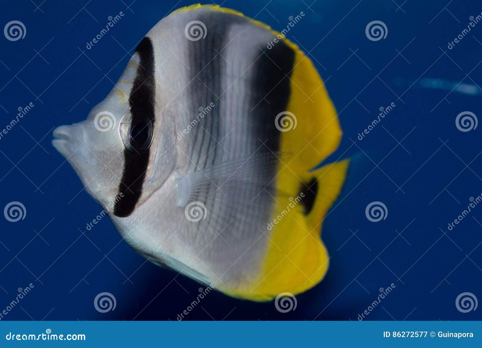 True Falcula Butterflyfish stock image. Image of marine - 86272577
