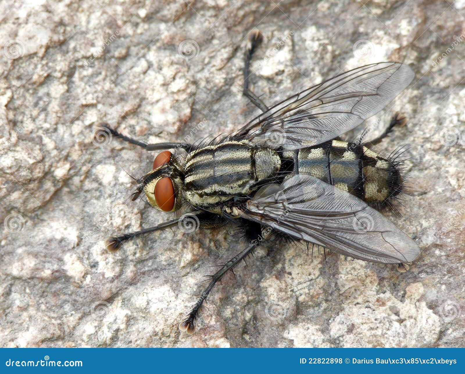 True fly stock photo. Image of outdoor, field, macro - 22822898