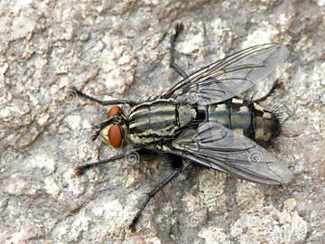 True fly stock photo. Image of outdoor, field, macro - 22822898