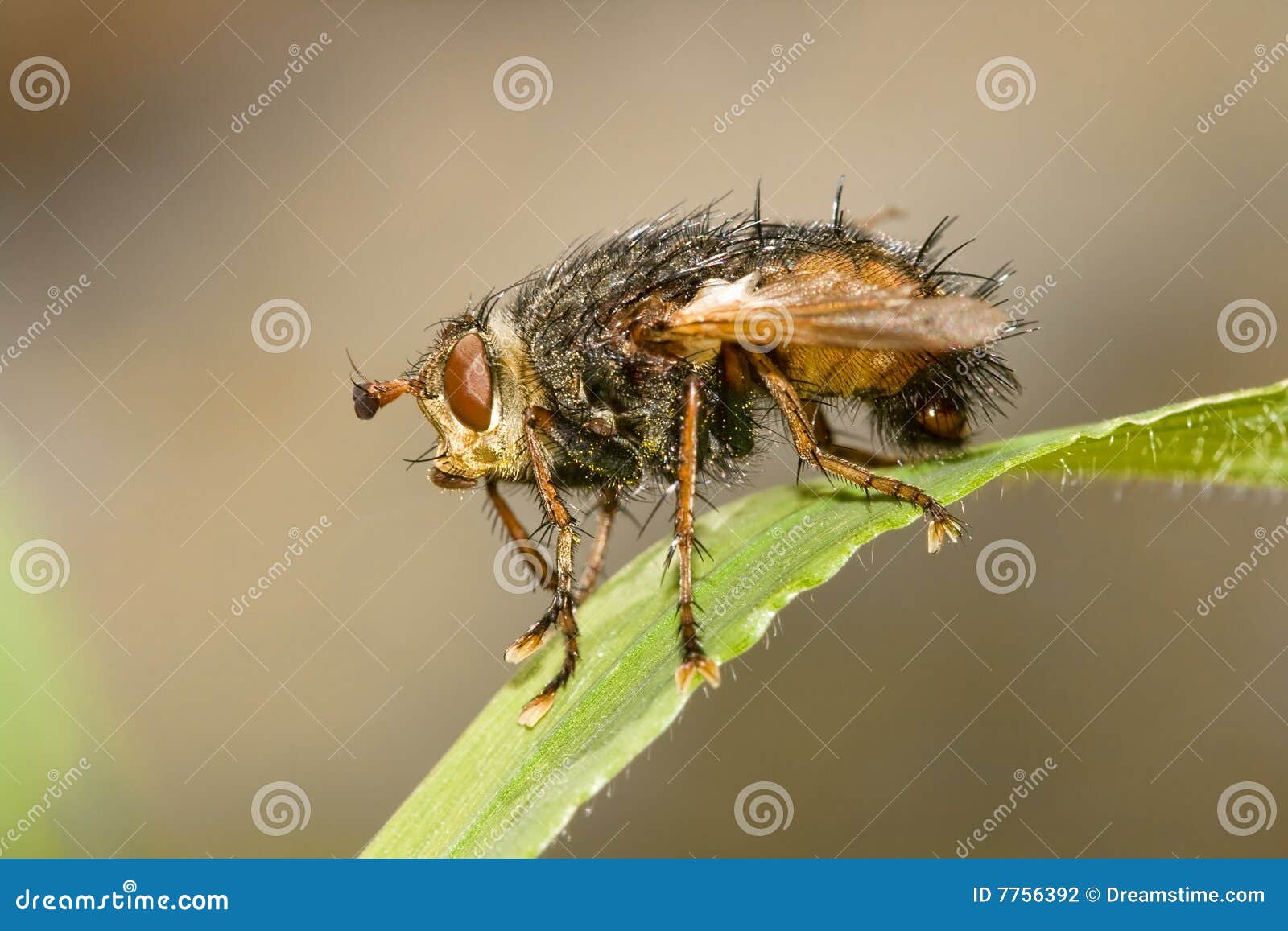 True fly stock photo. Image of true, wildlife, macro, fauna - 7756392
