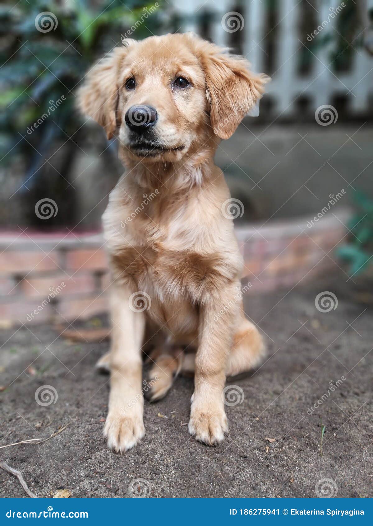 The true friend.dog stock image. Image of true, friend - 186275941