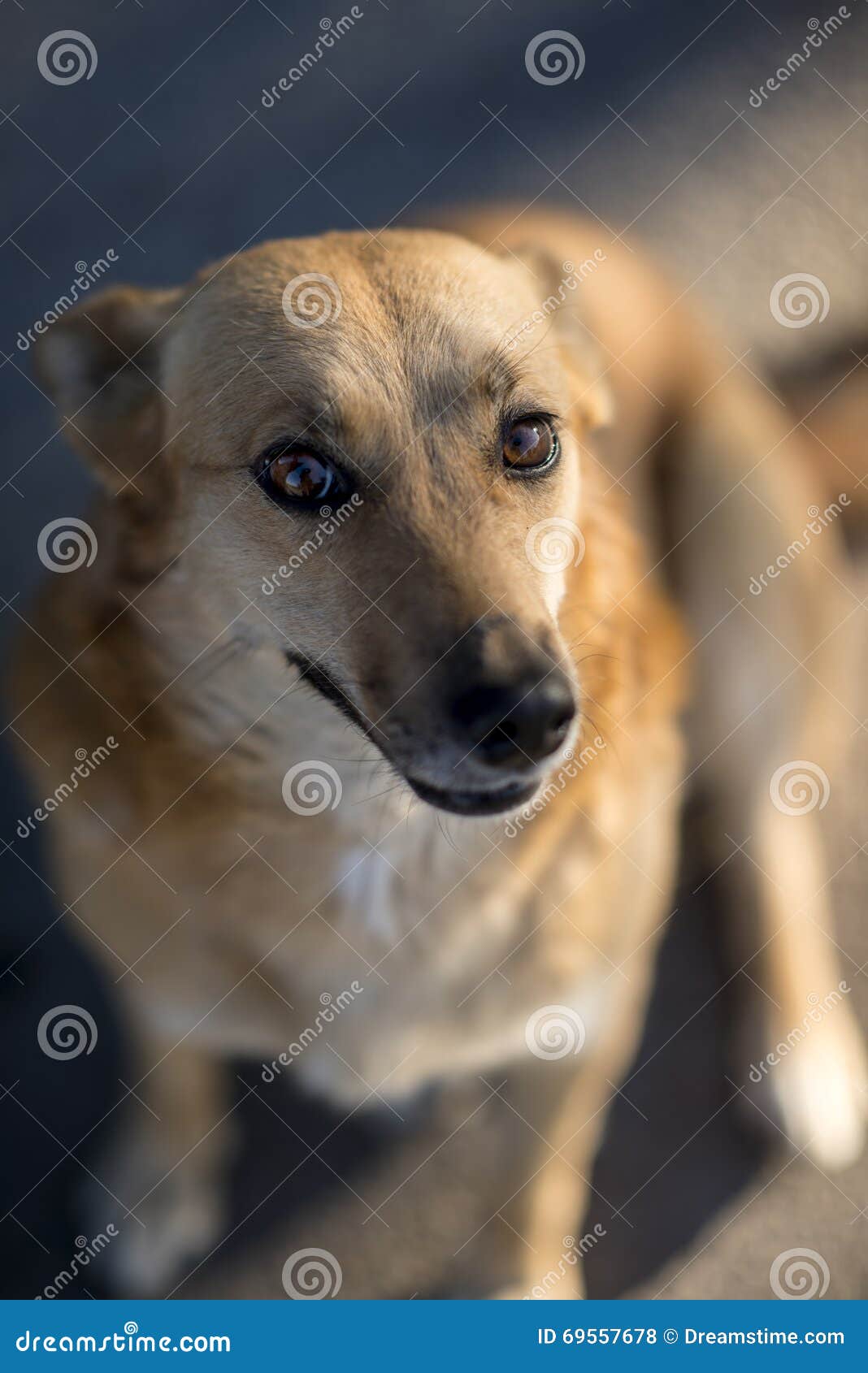 True friend stock photo. Image of beautiful, look, street - 69557678