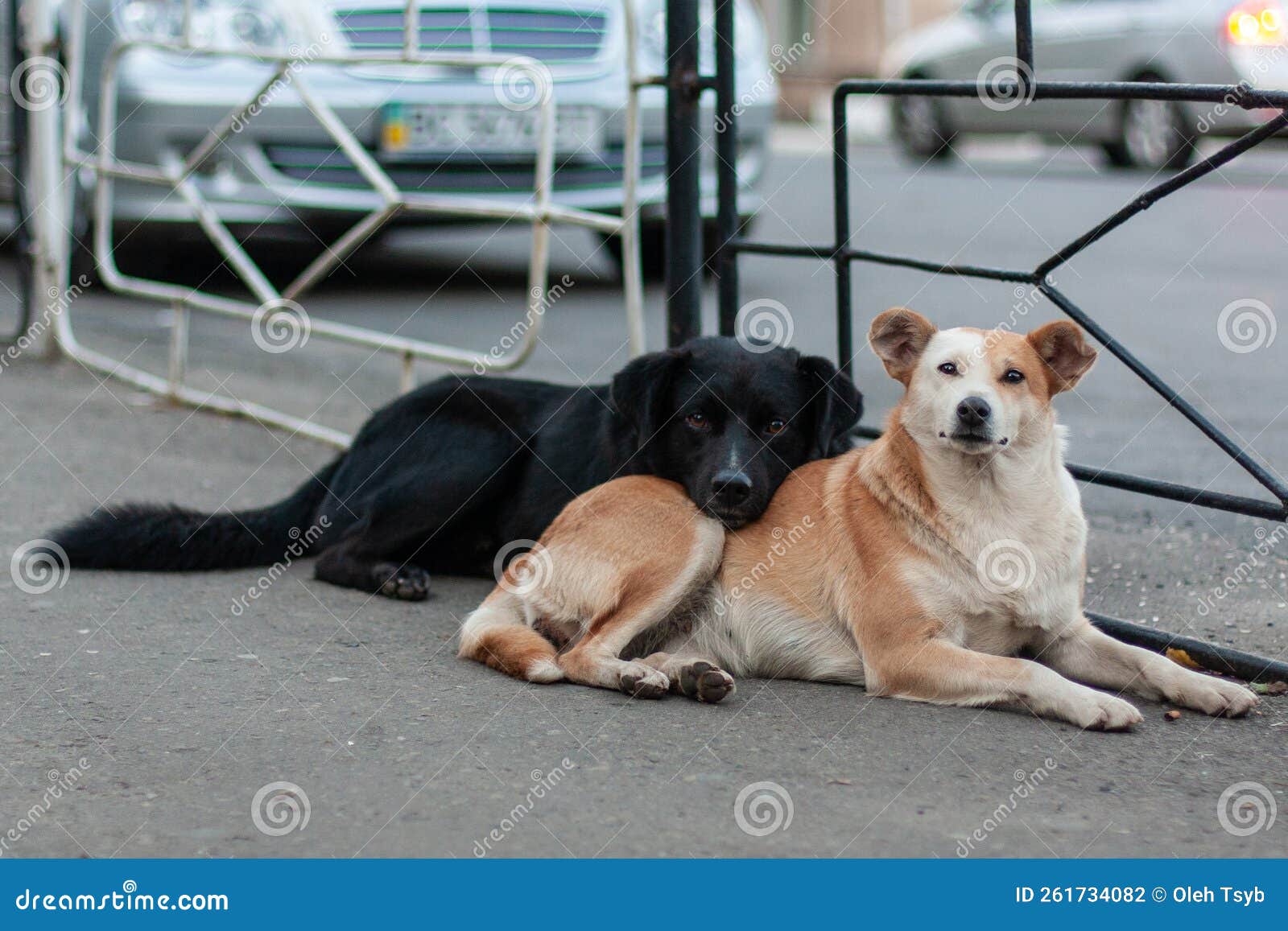 True Friendship and Communication of Street Dogs, Mutual Help and ...