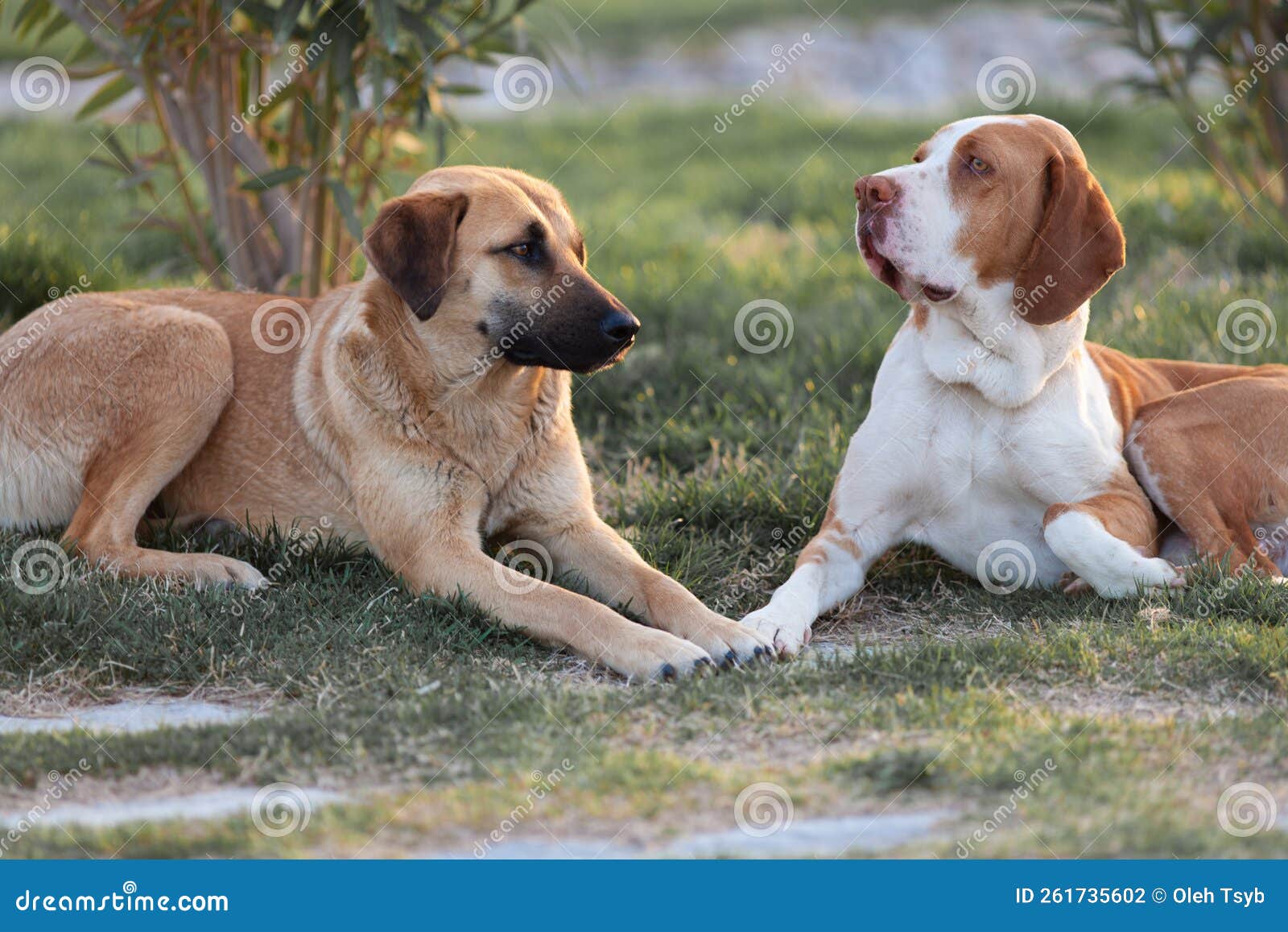True Friendship and Communication of Street Dogs, Mutual Help and ...