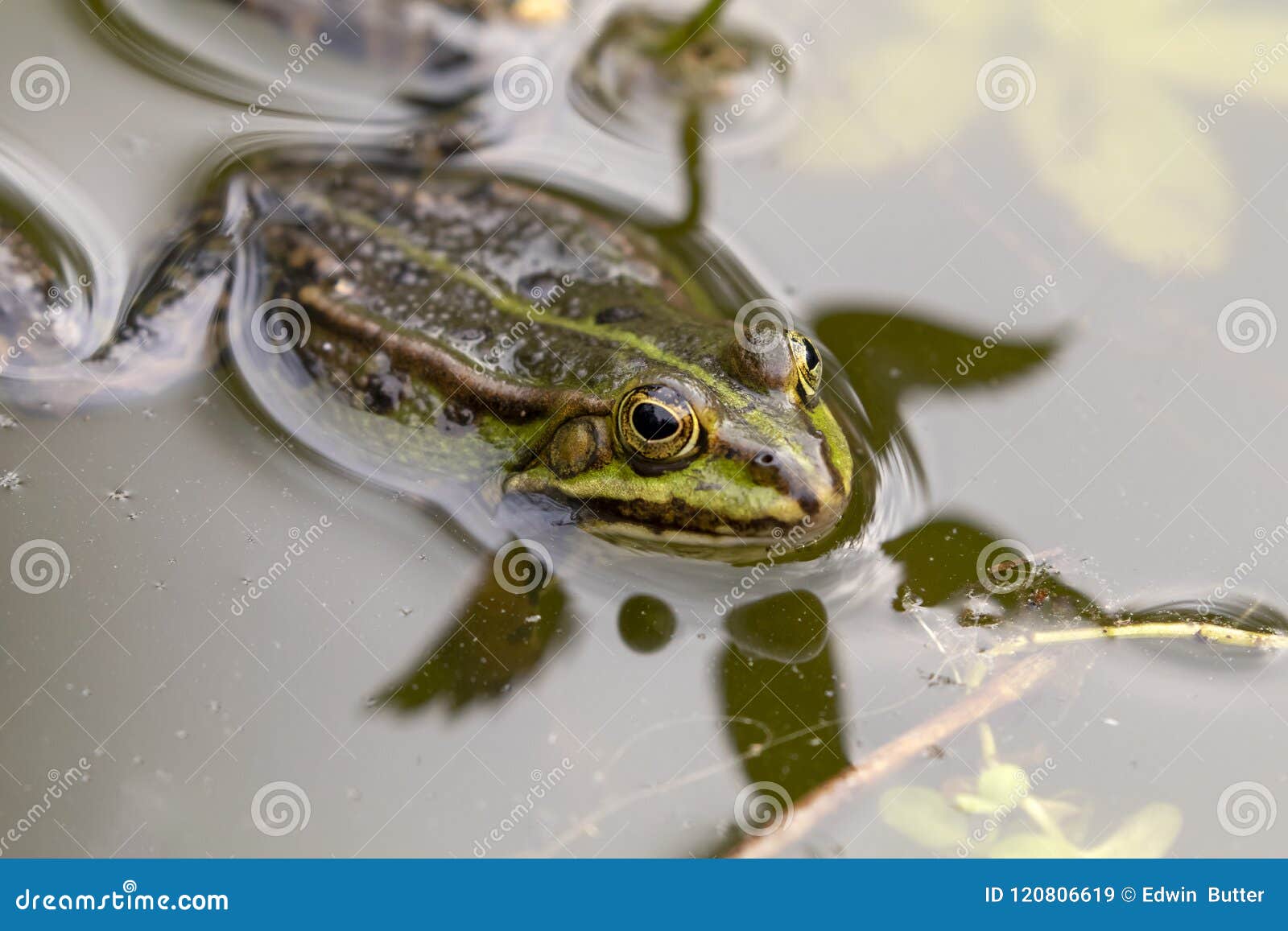 True frog in pond stock image. Image of common, cute - 120806619