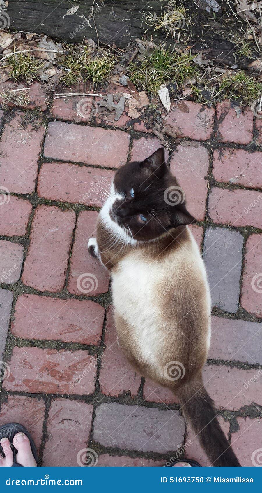 The True Grumpy Cat stock photo. Image of true, grumpy - 51693750