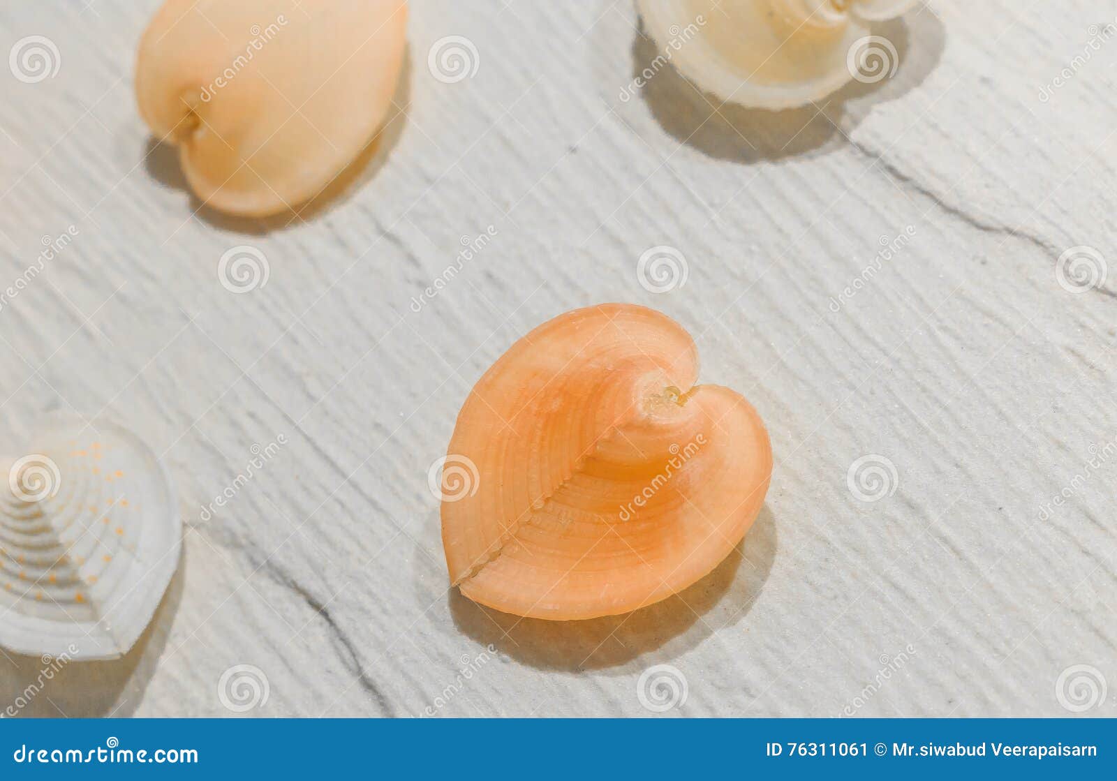 True Heart Cockle stock image. Image of shape, passion - 76311061