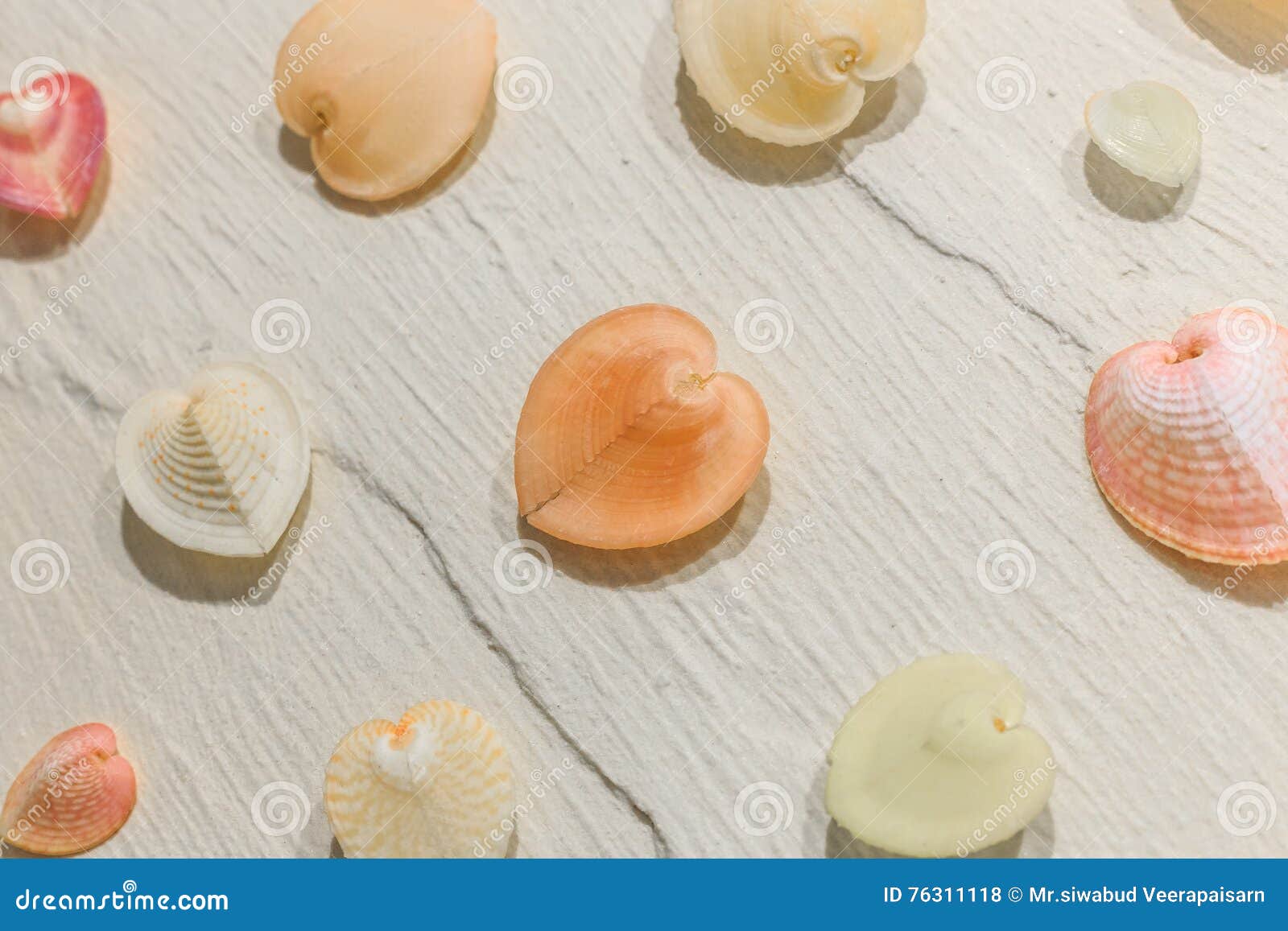 True Heart Cockle stock photo. Image of shell, together - 76311118