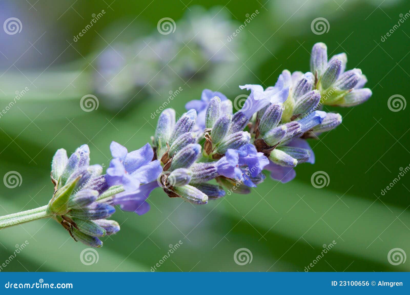 363 True Lavender Lavandula Angustifolia Stock Photos - Free & Royalty ...