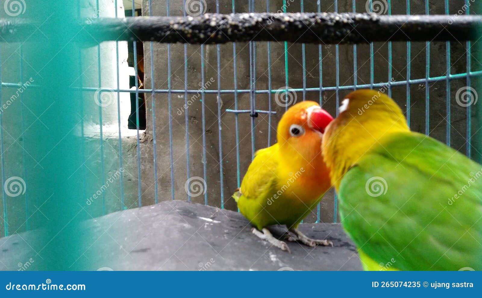True Love Bird stock image. Image of macaw, wildlife - 265074235