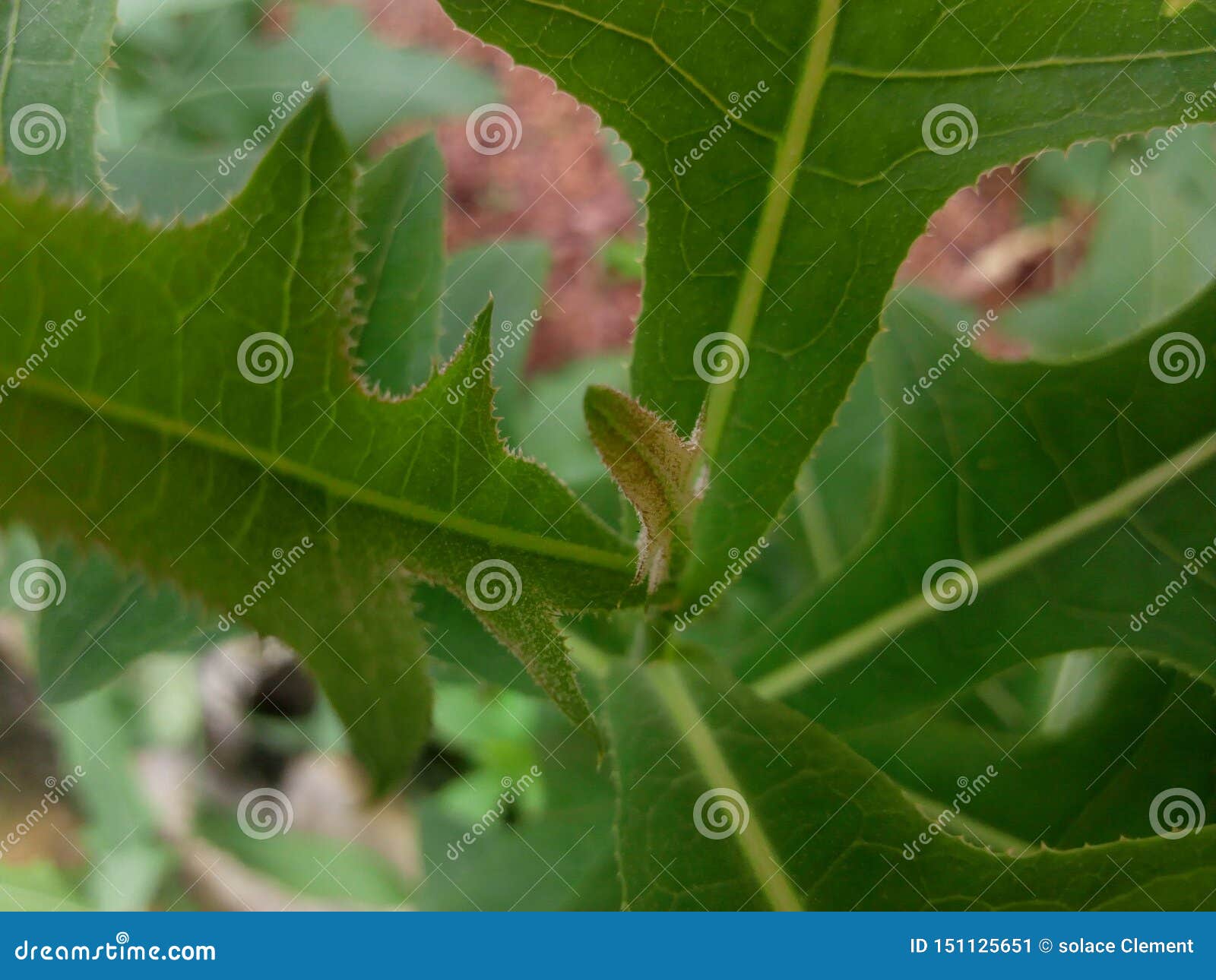 Turns leaf of the flower stock image. Image of turns - 151125651