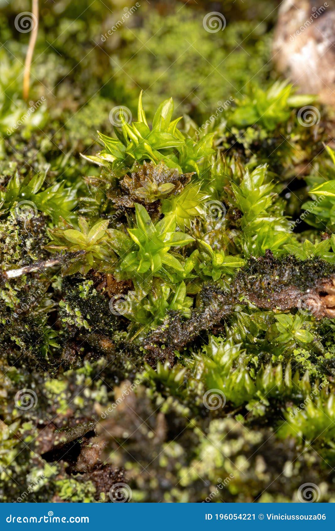 True Mosses Or Also Called Leaf Moss Or Bryophyta Stock Photography ...