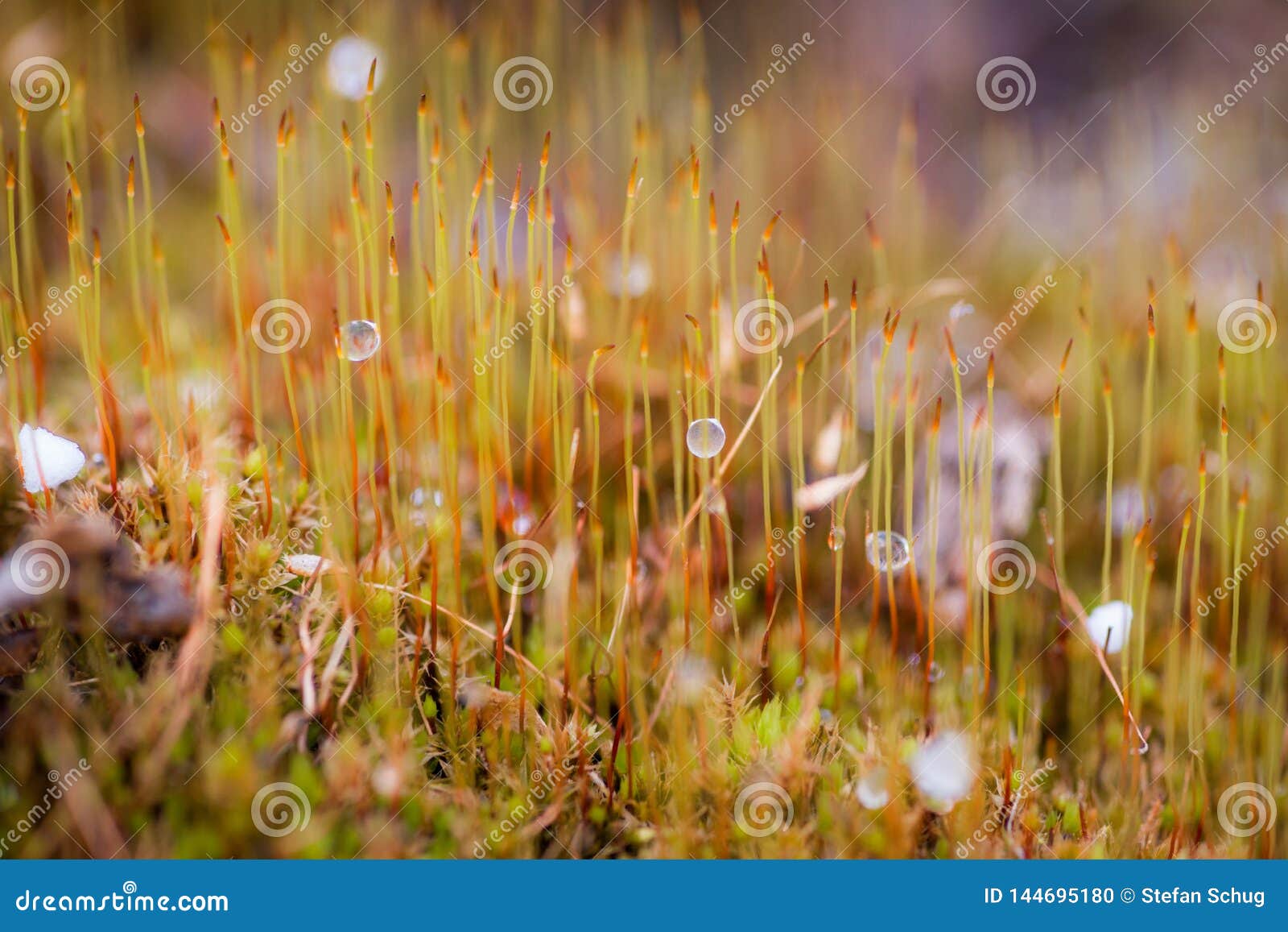 True Mosses Or Also Called Leaf Moss Or Bryophyta Stock Photography ...