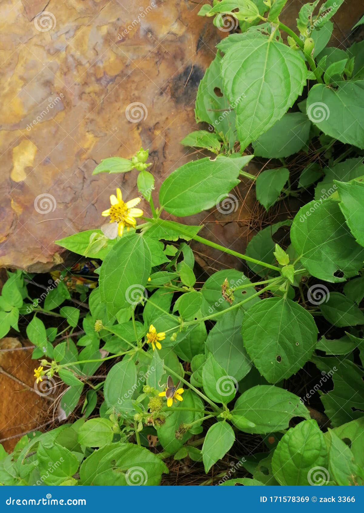 True Natural Nature Green from Nature Make Stock Image - Image of ...